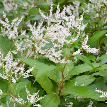 FREE Japanese Knotweed Survey